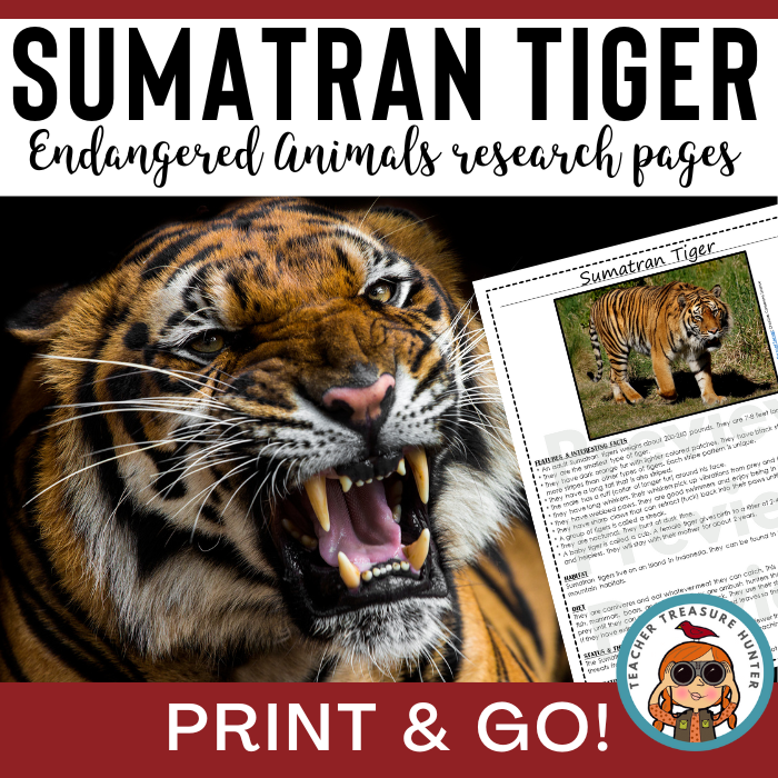 Creative Animal Reports